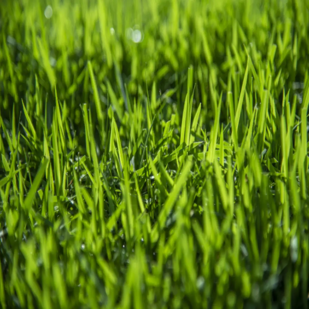 Zoysia Australis - Buchanan Turf Supplies